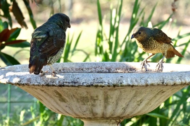 Secrets Of The Blue Satin Bowerbird | BaldHiker