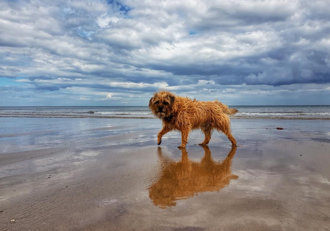 Discover the Beauty of Crimdon Beach, Durham | BaldHiker