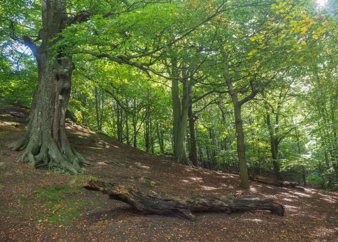 Discover the Beauty of Durham Botanic Garden