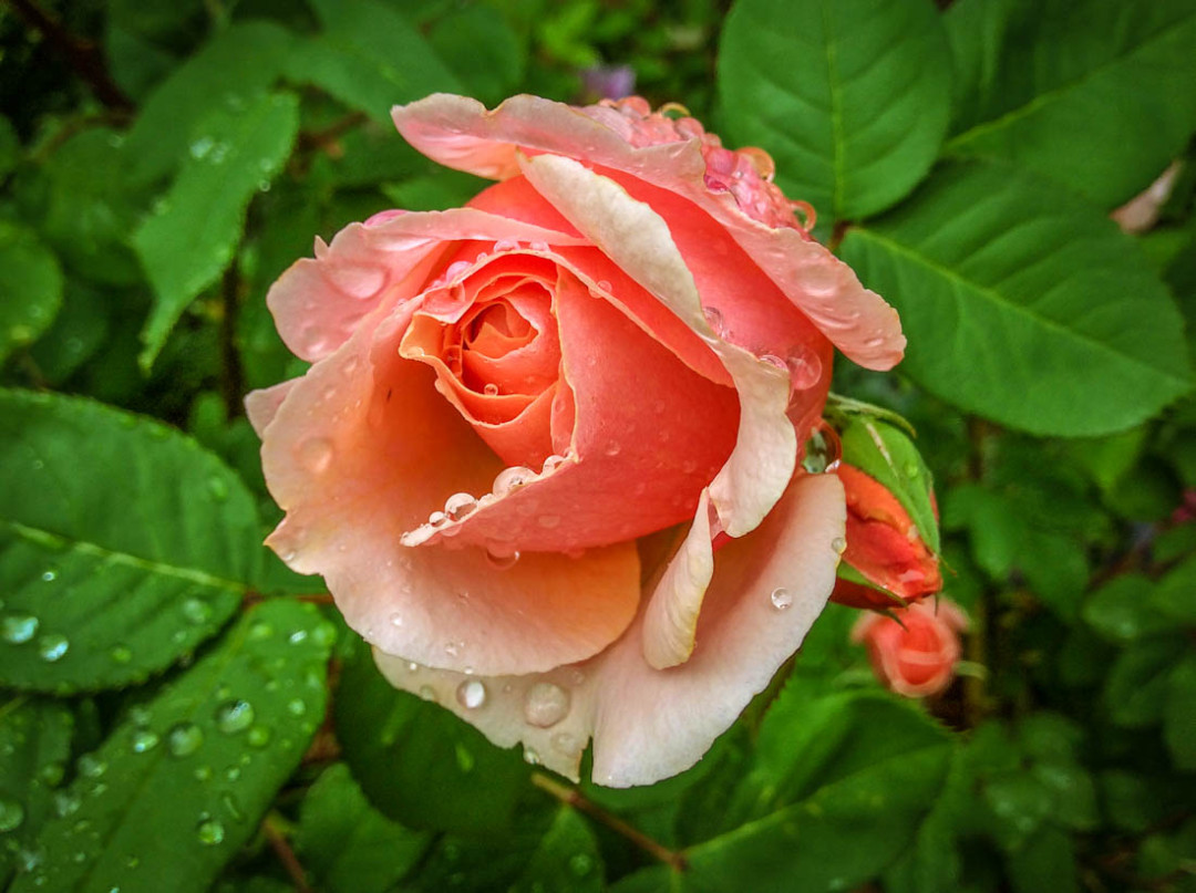 The World of Garden Roses | BaldHiker
