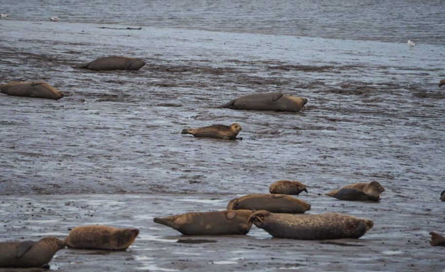 The Seals of Seal Sands, Teesside | BaldHiker