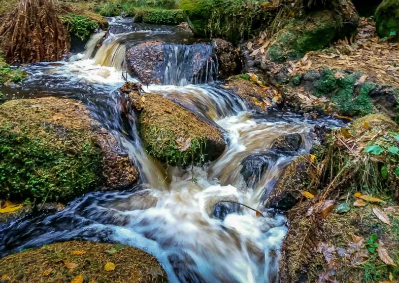 Walks Through Wyming Brook Nature Reserve – Hidden Wilderness | BaldHiker