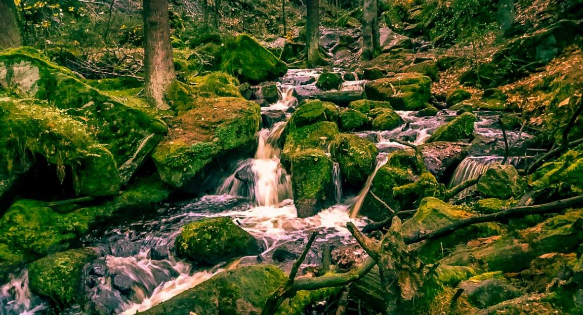 Walks Through Wyming Brook Nature Reserve – Hidden Wilderness | BaldHiker